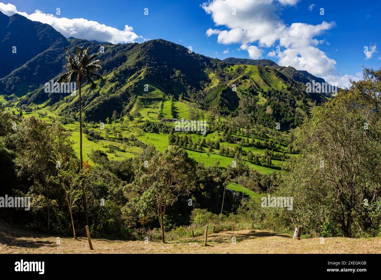 Nature landscape of tall wax palm trees in Valle del Cocora Valley ...