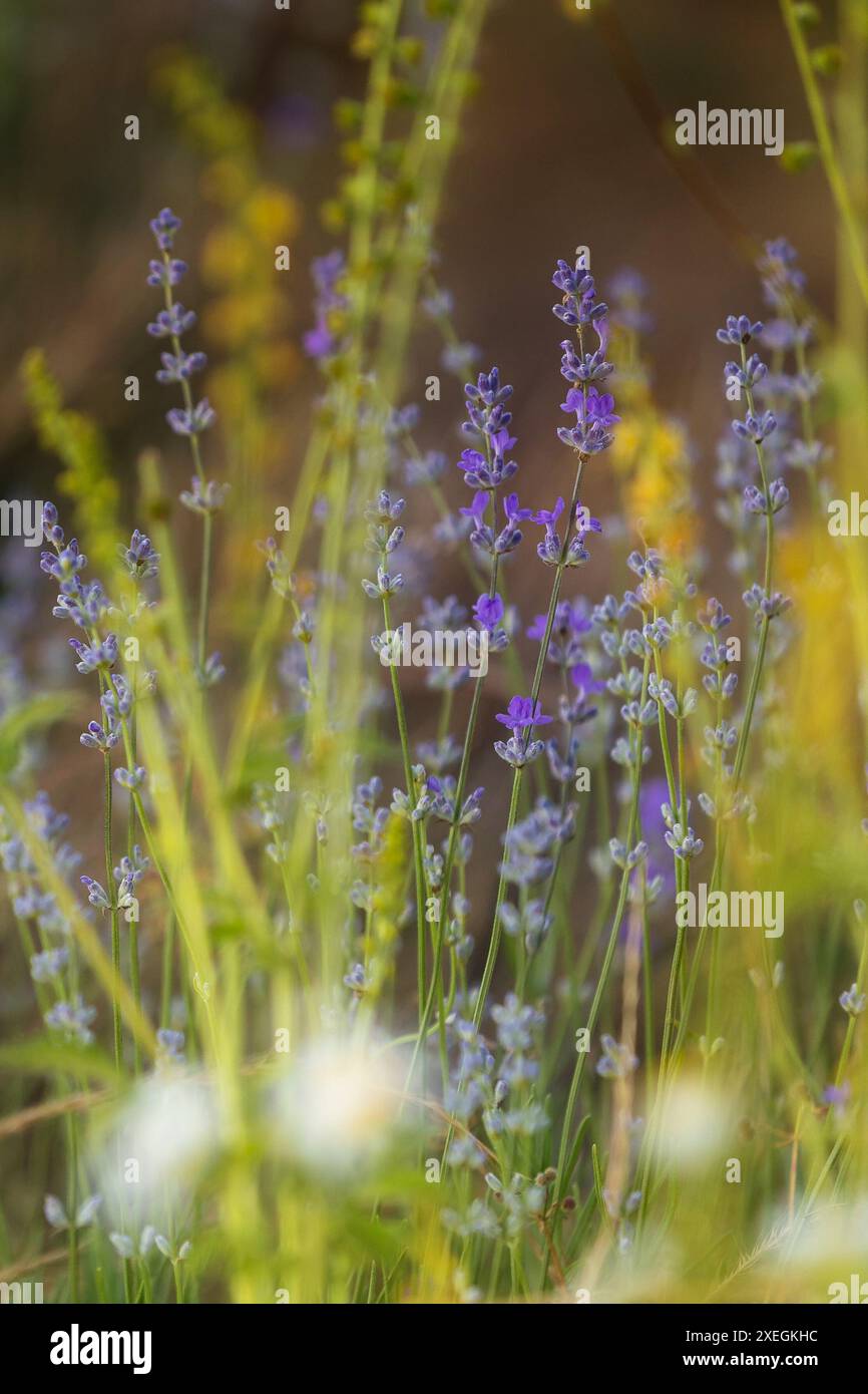 Wildflowers provence france hi-res stock photography and images - Alamy