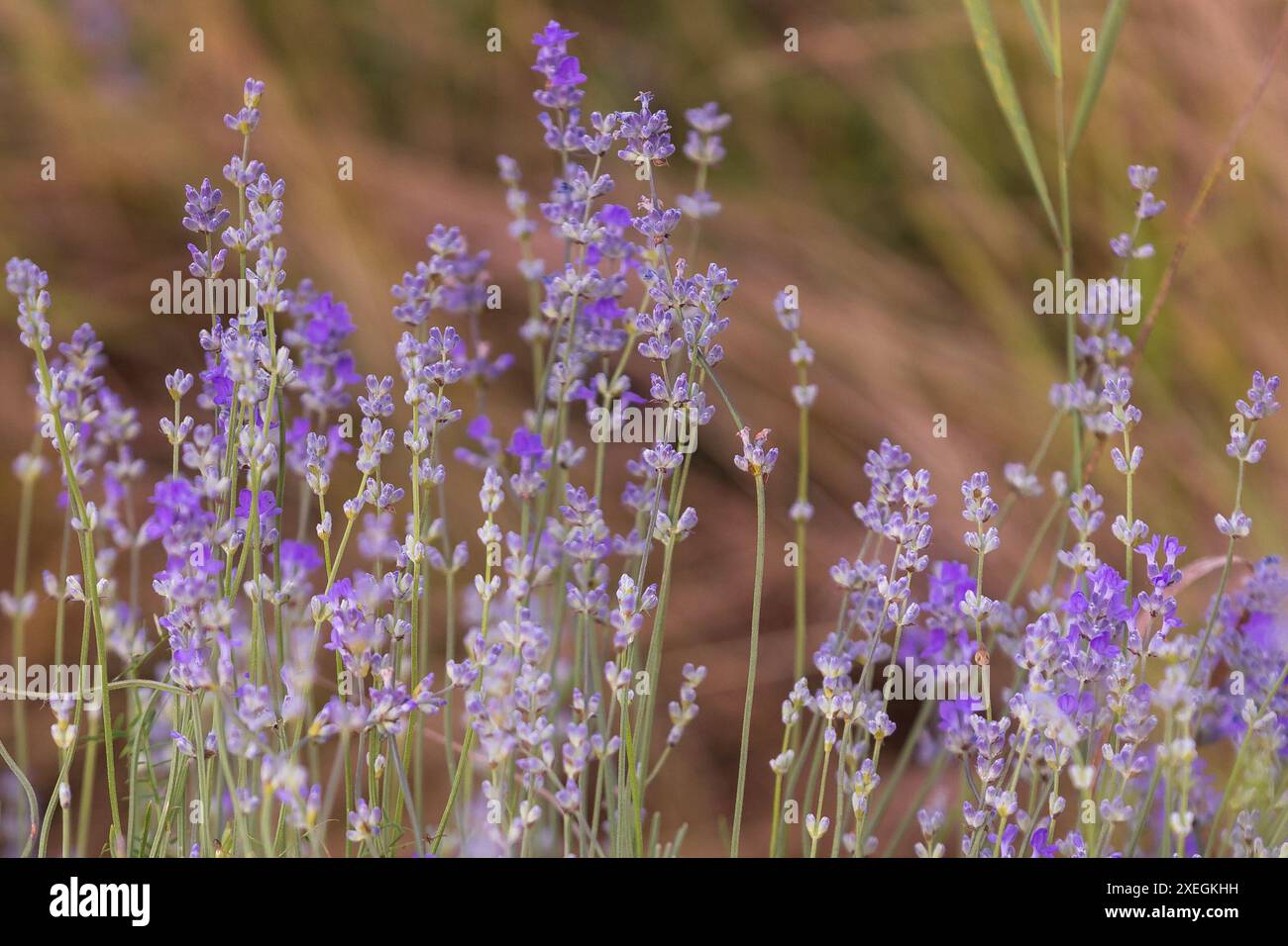 Lavender flower background purple hi-res stock photography and images ...