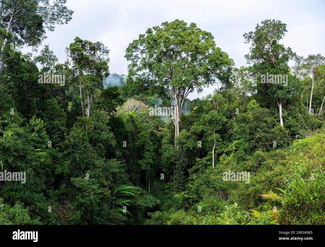 Dense vegetations of the rain forest in Kinabalu Park. Sabah, Borneo ...