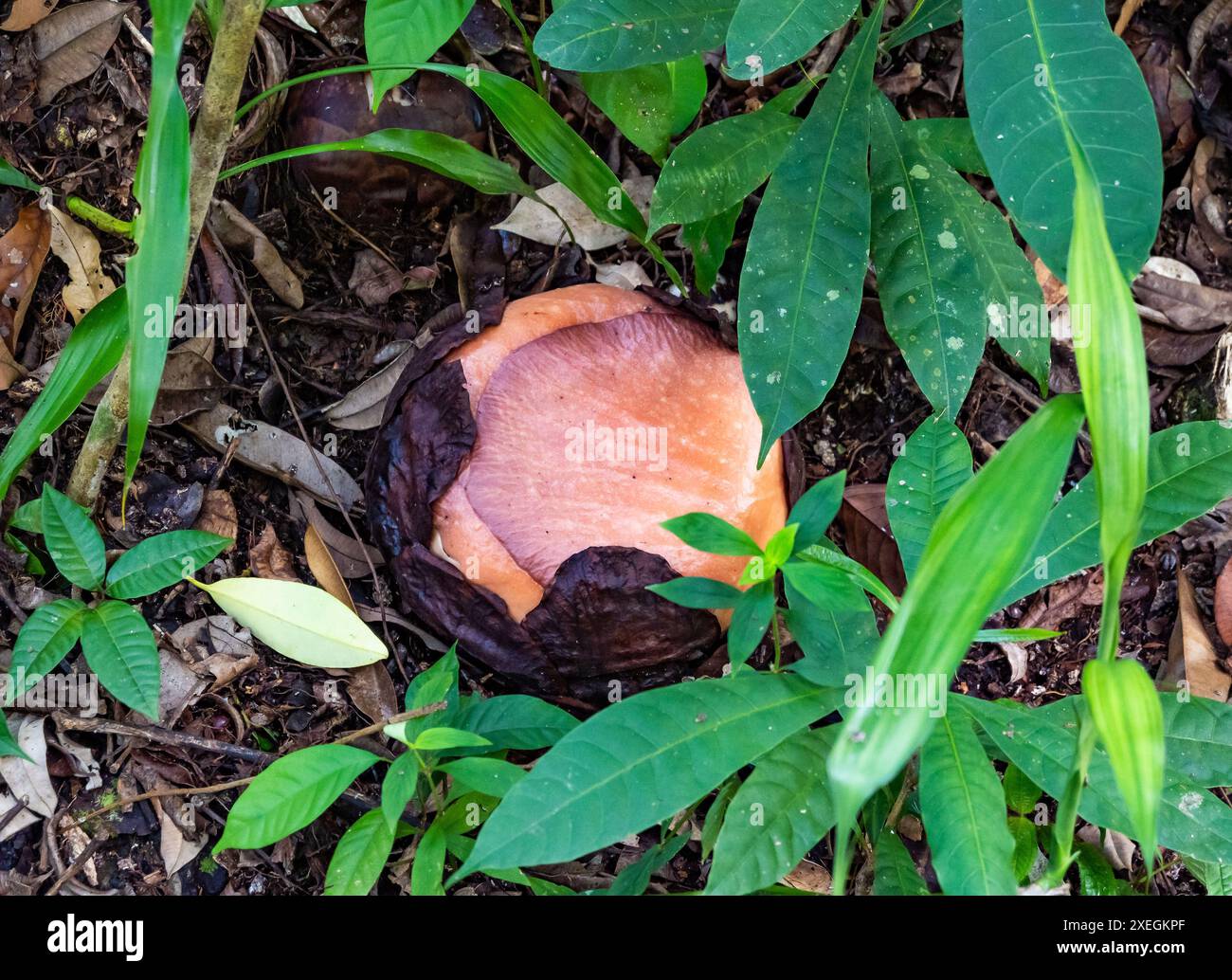 Rafflesia (Rafflesia keithii) bud ready to bloom. Sabah, Borneo ...
