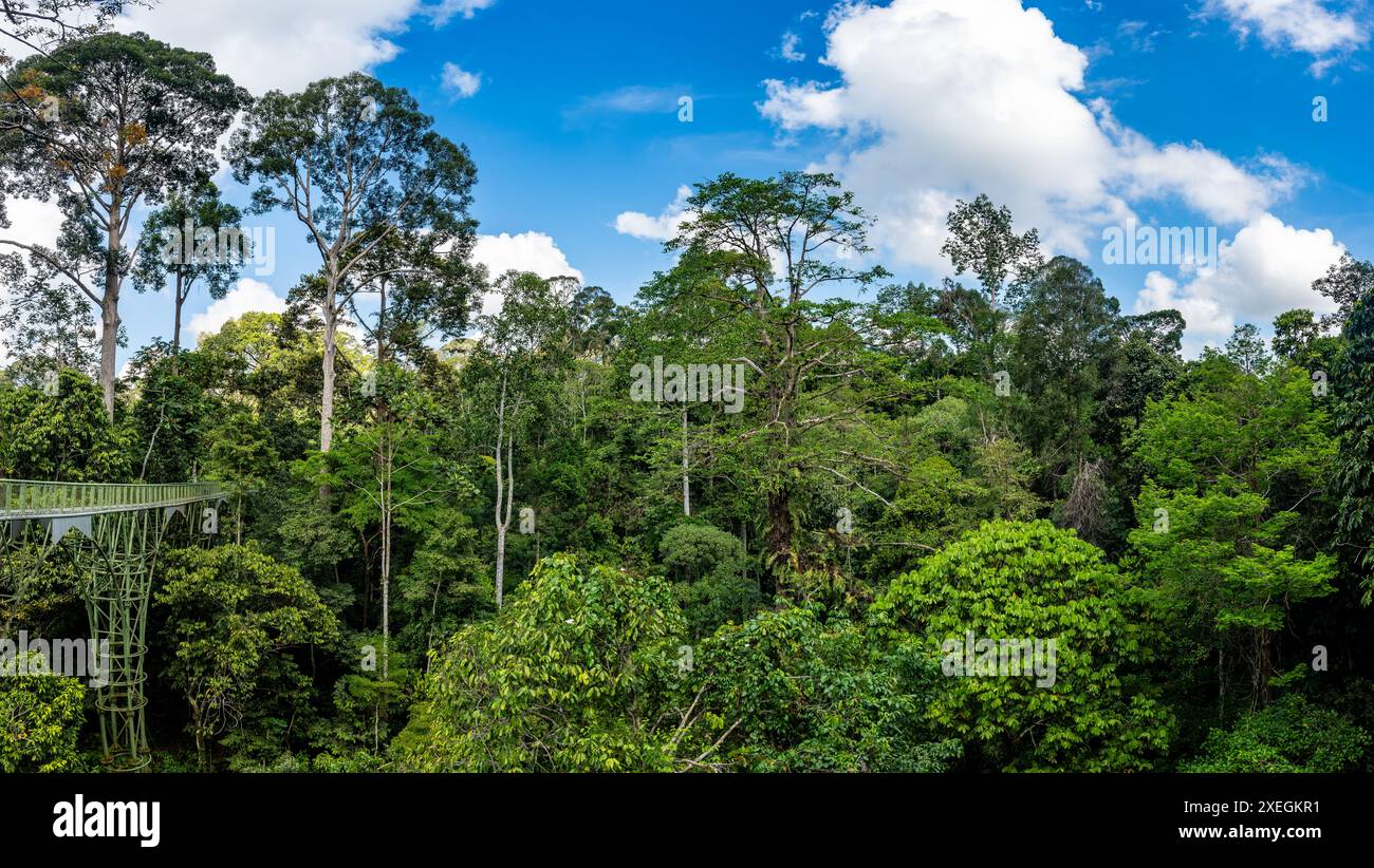 Giant trees in the rain forest of Borneo, Malaysia Stock Photo - Alamy