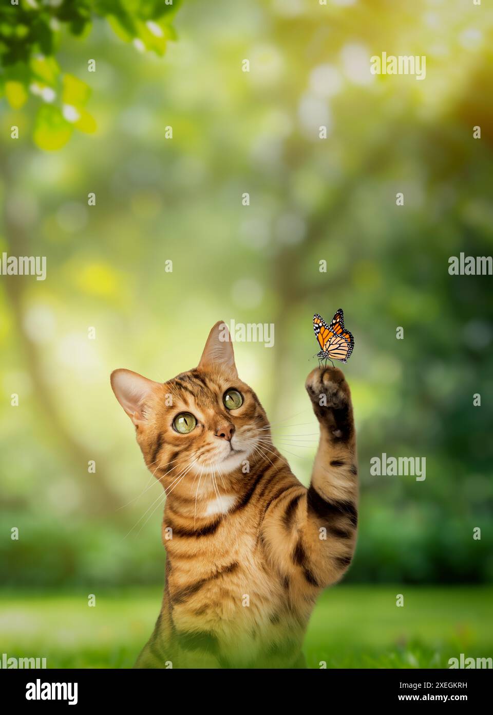 Portrait of a cute Bengal cat catching a butterfly in a sunny meadow ...