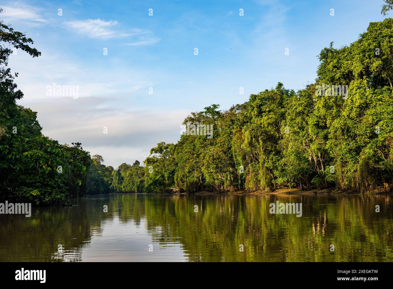 Dense forest along the banks of Kinabatangan River. Sabah, Borneo ...