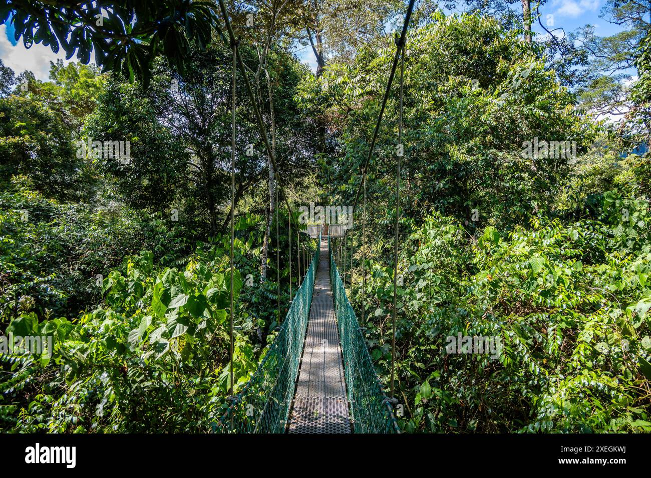 Sky bridge through lush green rain forest. Danum Valley, Sabah, Borneo ...