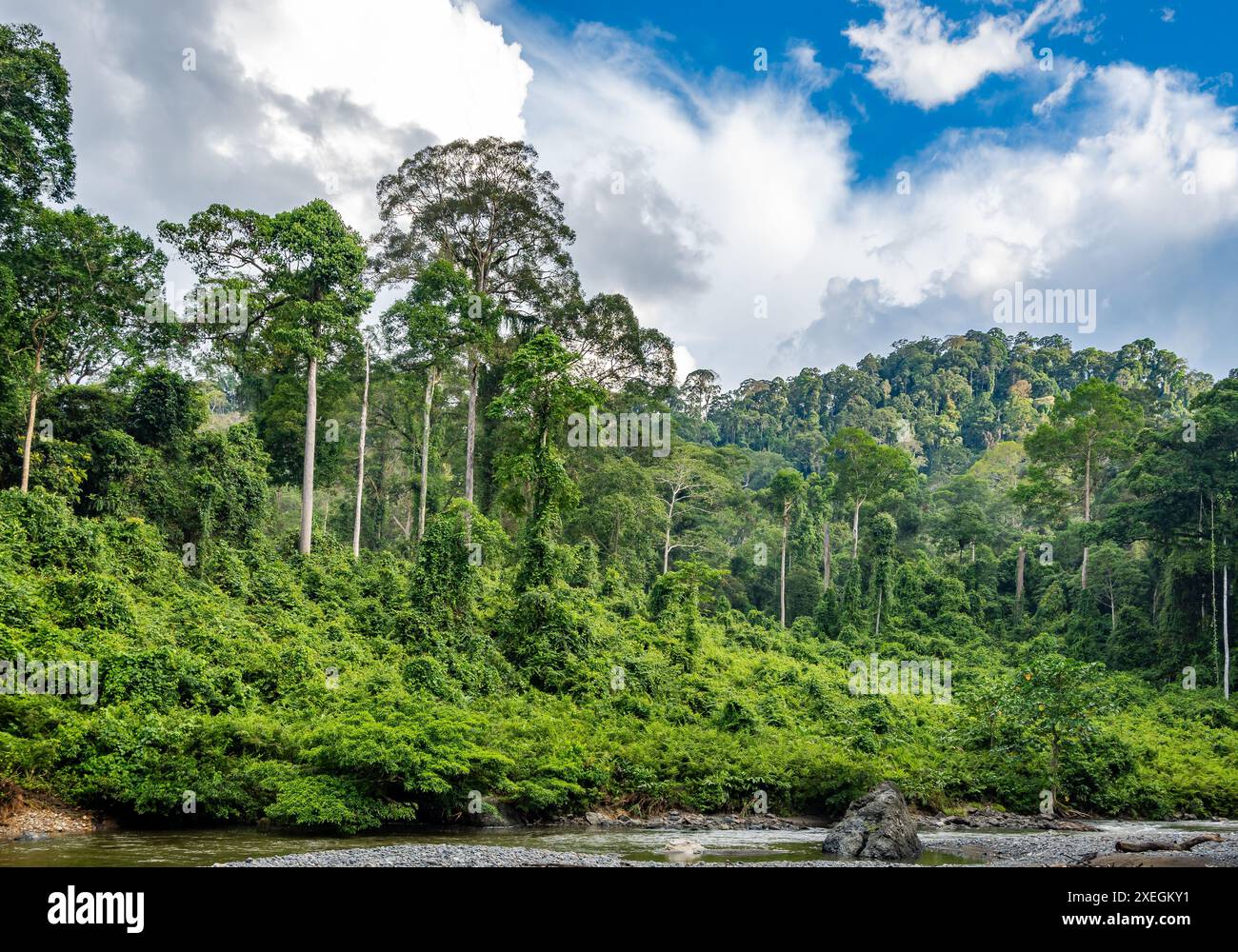Lush green rain forest. Danum Valley, Sabah, Borneo, Malaysia Stock ...