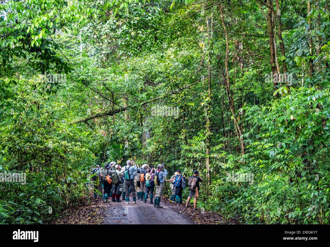 Tourists from around the world enjoy wildlife watching in lush green ...