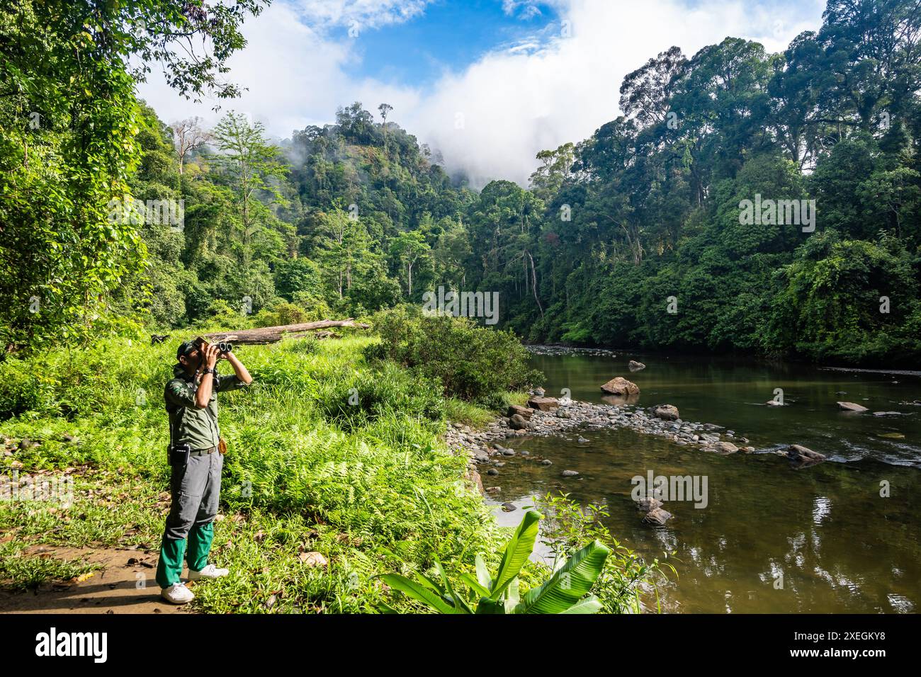 A local park guide bird watching along Danum River. Danum Valley, Sabah ...