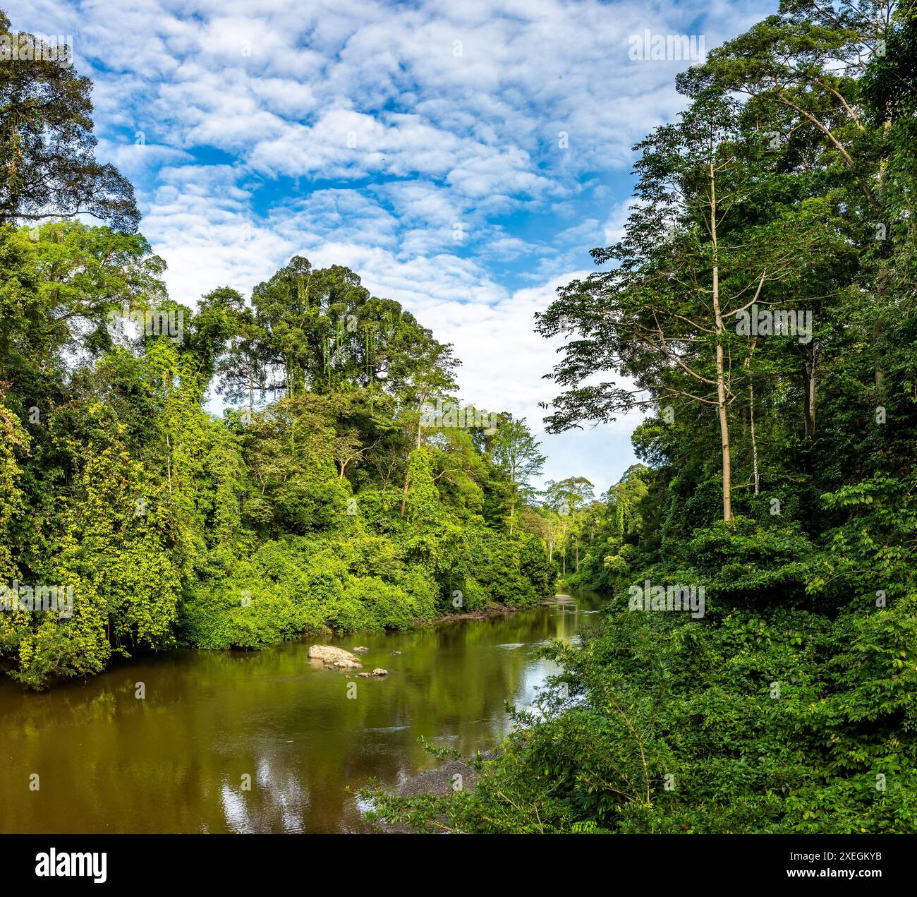 Danum River runs through lush green rain forest. Danum Valley, Sabah ...