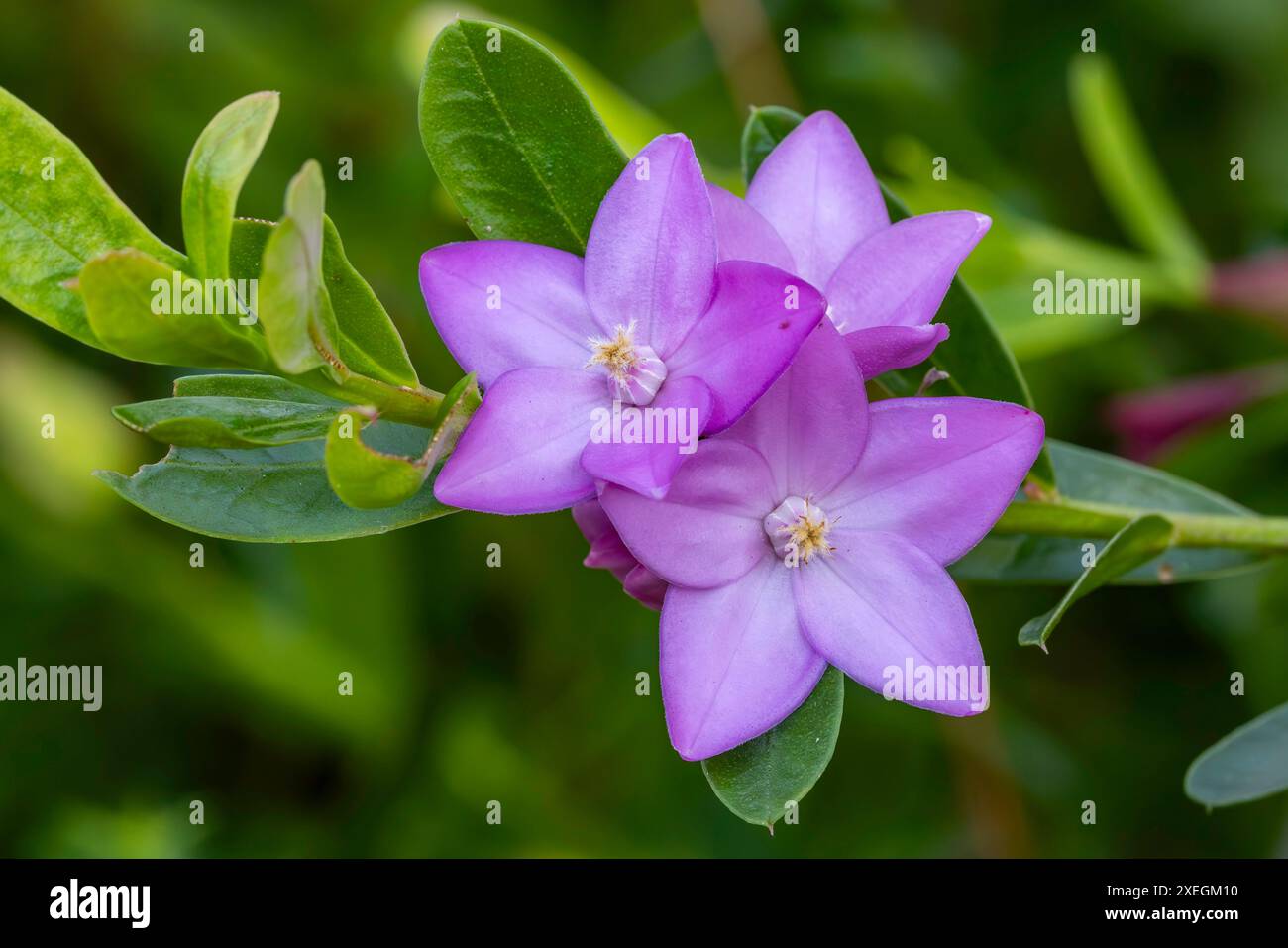 Australian Lance-leaf Crowea plant in flower Stock Photo - Alamy