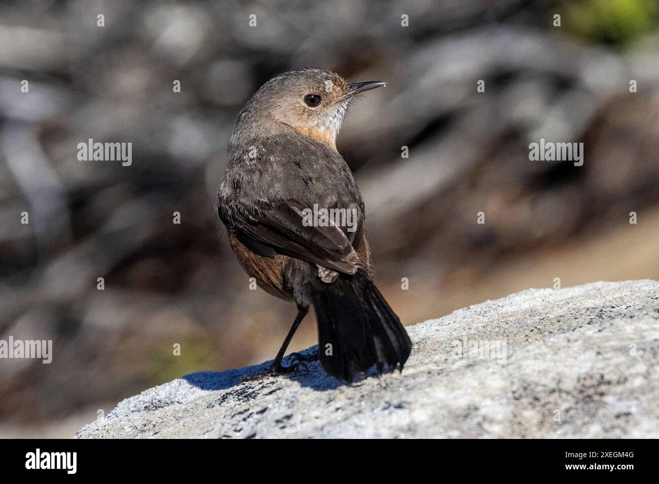 Rockwarbler bird is native to the Sydney Basin area Australia Stock ...