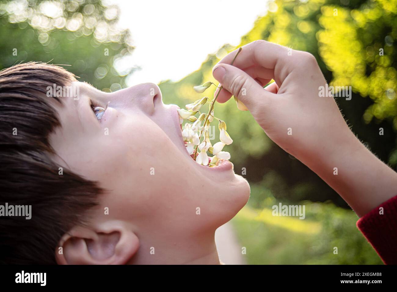 boy eats white flowers tree acacia. Blooming clusters of acacia. Honey ...