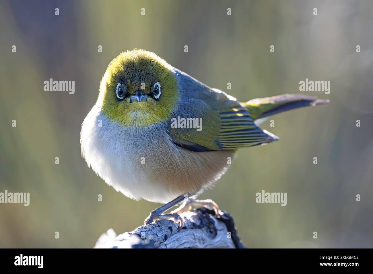 Australian silvereye zosterops lateralis hi-res stock photography and ...