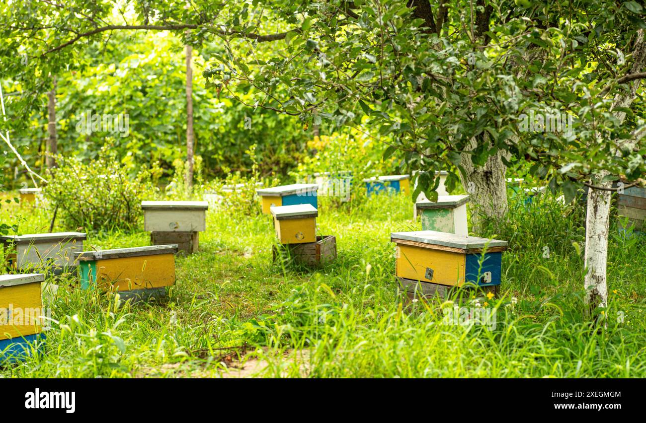 Lots of little yellow nuc, nuc hive among grass in spring. inseminators ...