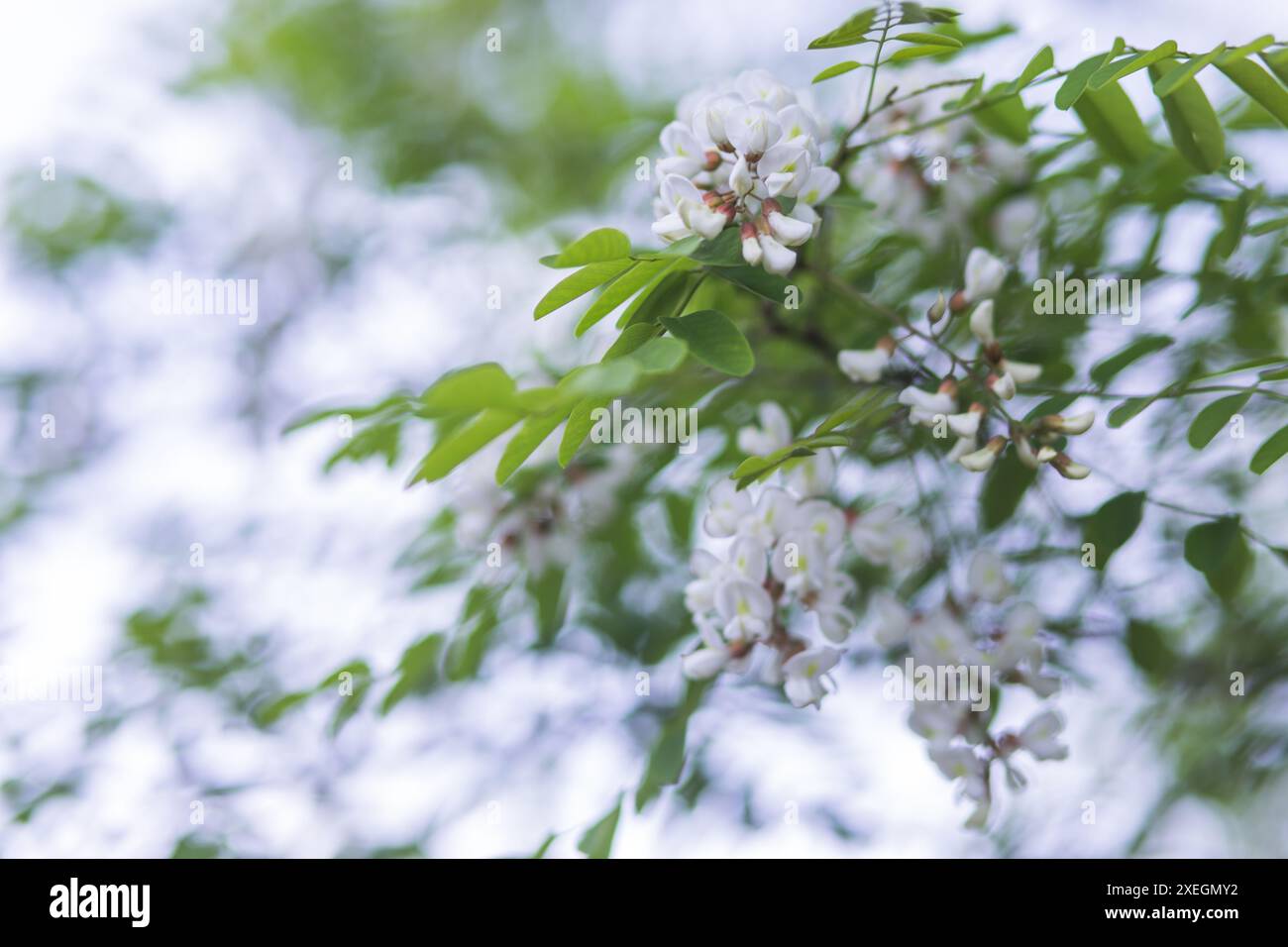 White flowers tree acacia. Blooming clusters of acacia. Honey spring ...