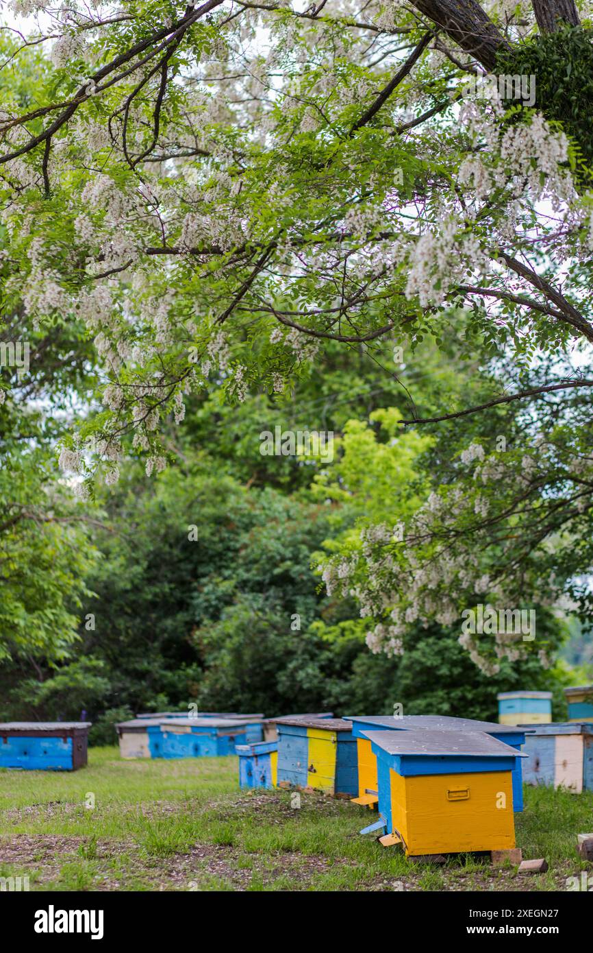 Yellow and blue hives on apiary under large flowering acacia tree ...