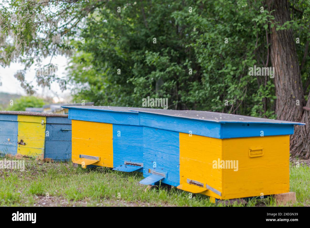 Yellow and blue hives on apiary under large flowering acacia tree ...