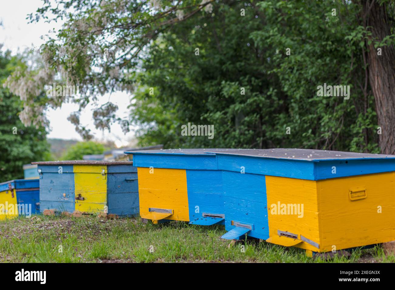 Yellow and blue hives on apiary under large flowering acacia tree ...