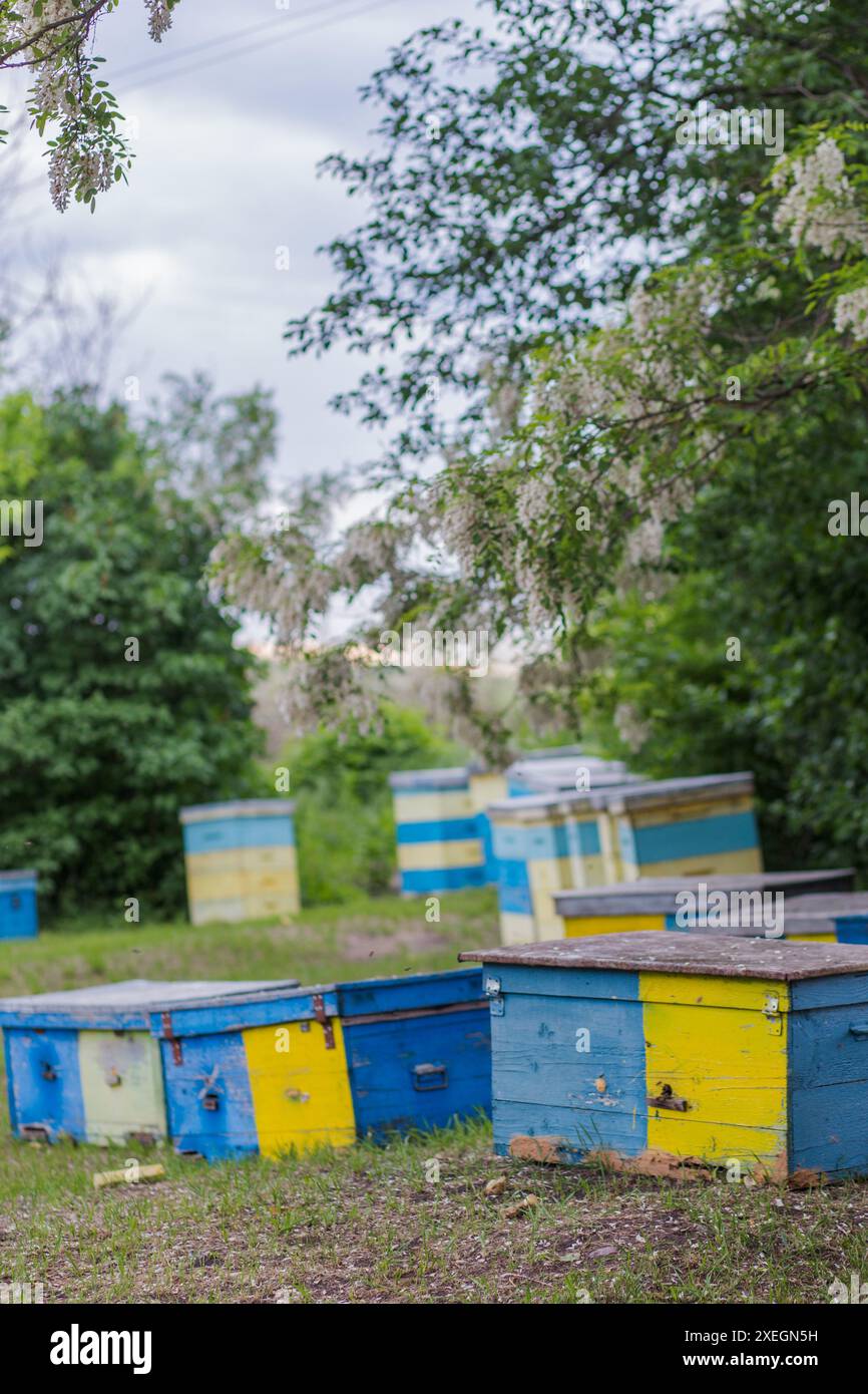 Yellow and blue hives on apiary under large flowering acacia tree ...