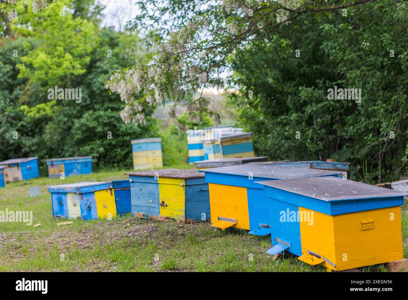 Yellow and blue hives on apiary under large flowering acacia tree ...