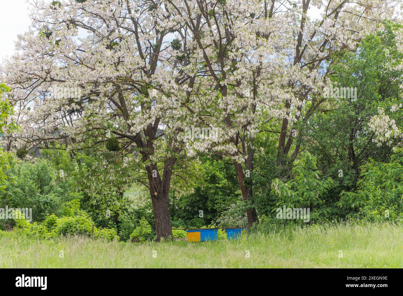 Yellow and blue hives on apiary under large flowering acacia tree ...