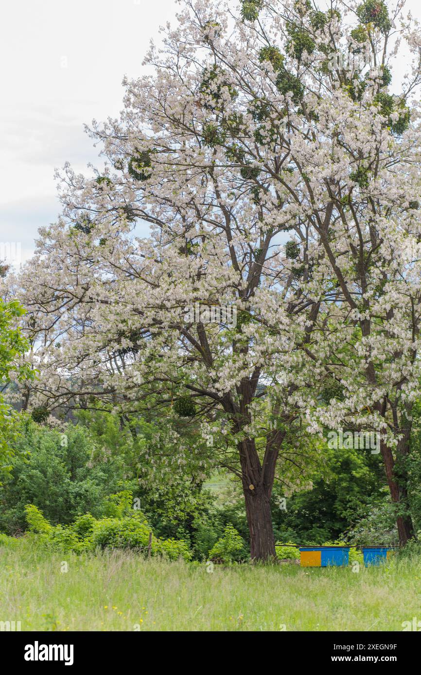 Yellow and blue hives on apiary under large flowering acacia tree ...