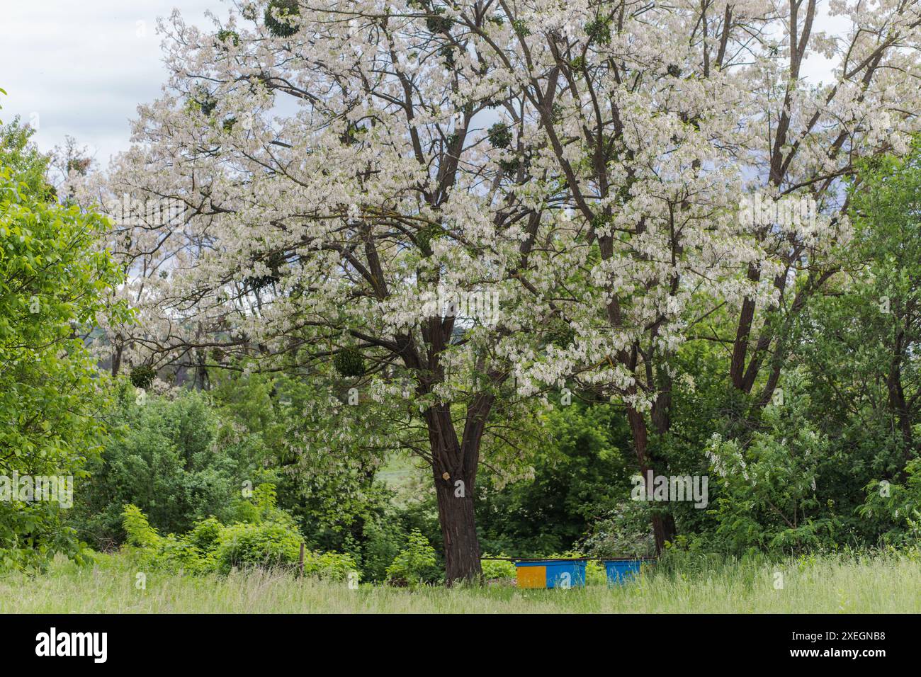 Yellow and blue hives on apiary under large flowering acacia tree ...