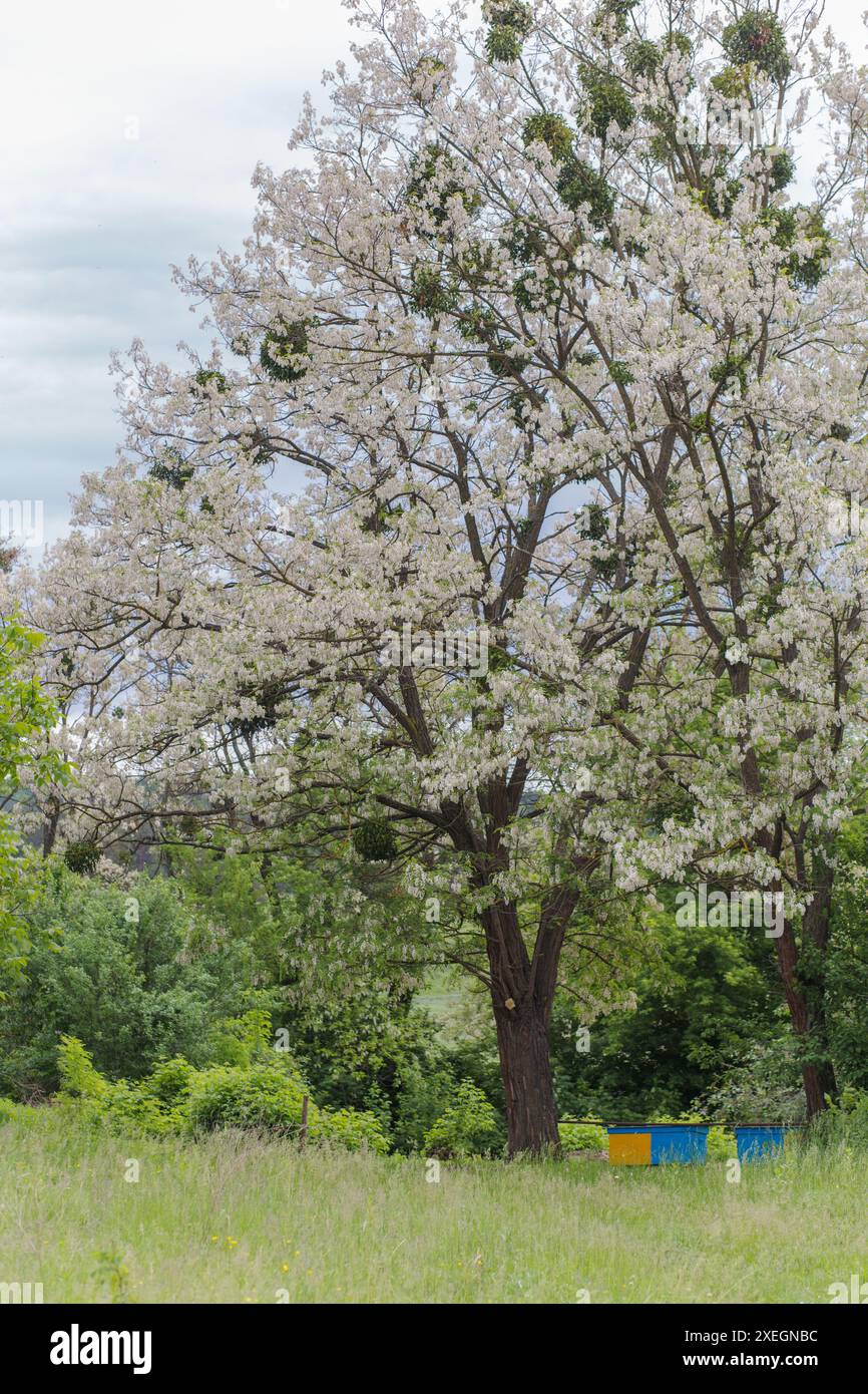 Yellow and blue hives on apiary under large flowering acacia tree ...