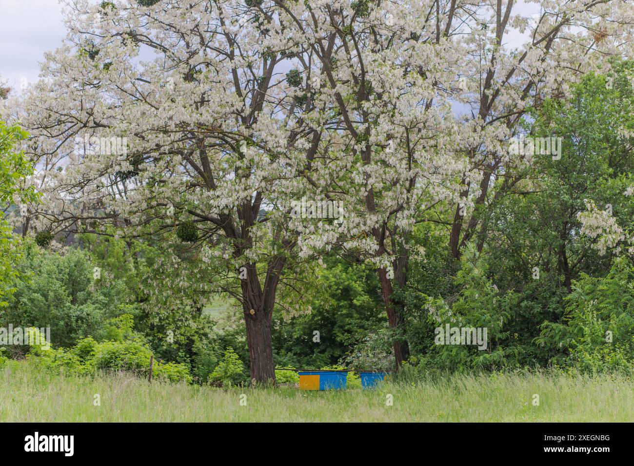 Yellow and blue hives on apiary under large flowering acacia tree ...