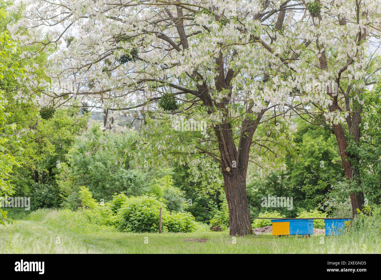 Yellow and blue hives on apiary under large flowering acacia tree ...