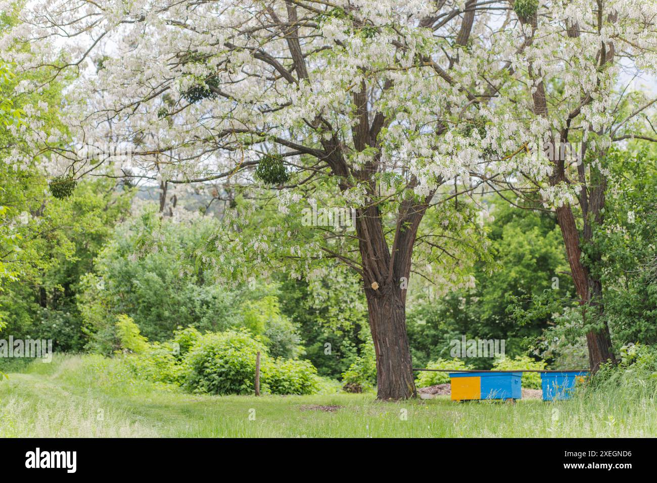 Yellow and blue hives on apiary under large flowering acacia tree ...