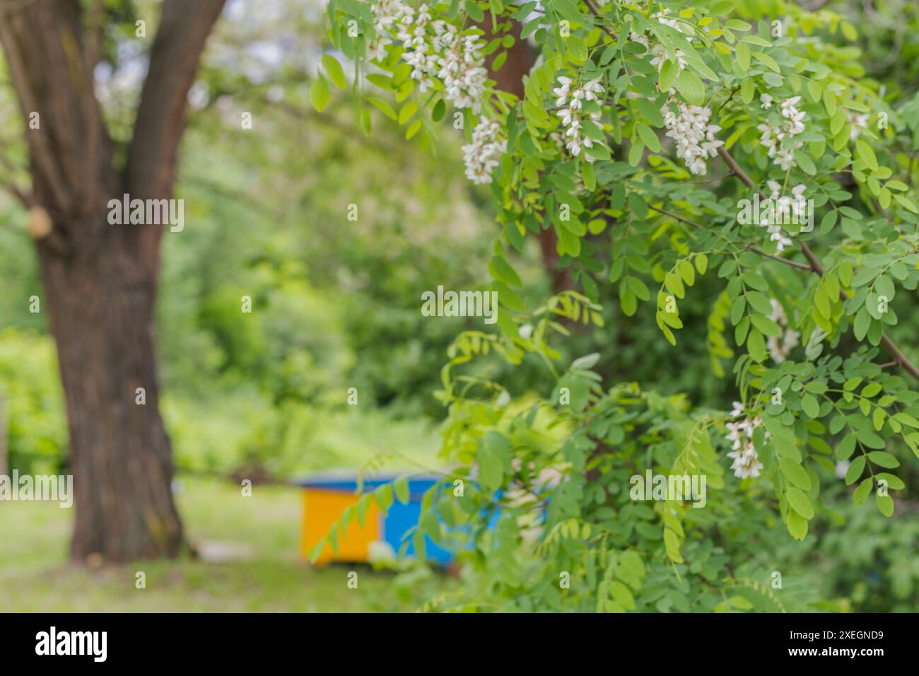 Yellow and blue hives on apiary under large flowering acacia tree ...