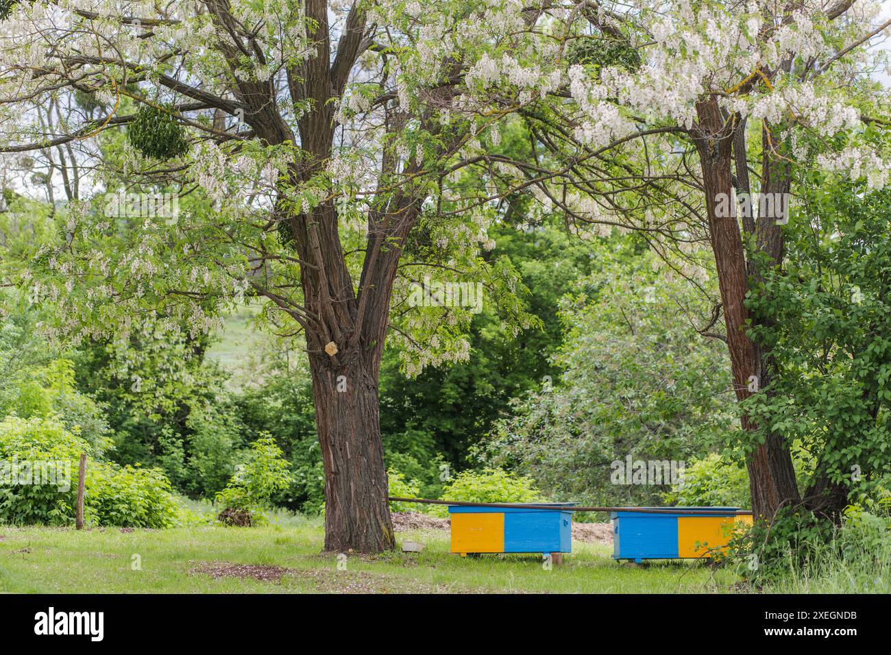 Yellow and blue hives on apiary under large flowering acacia tree ...