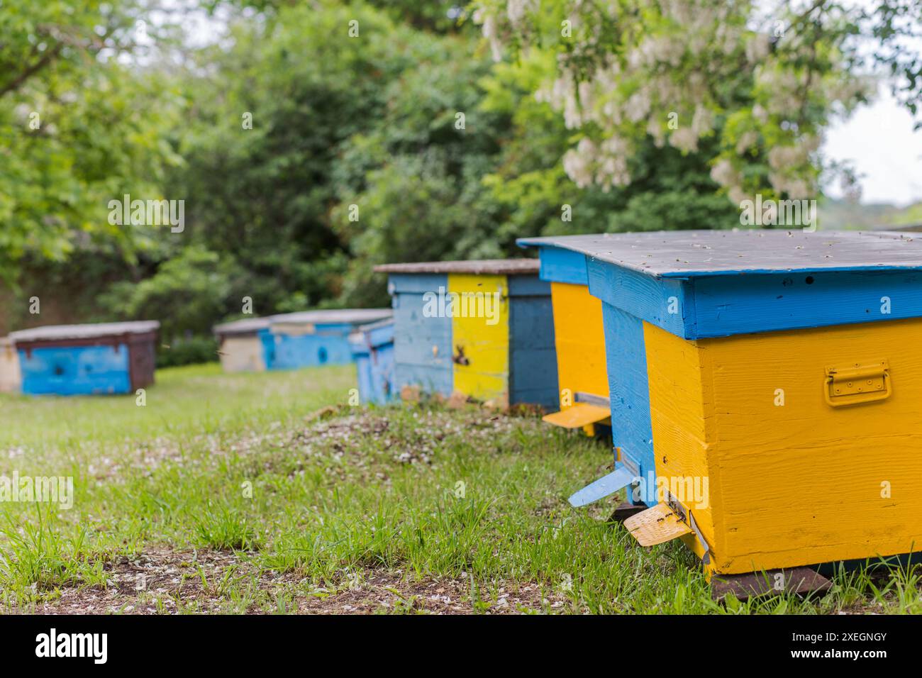 Yellow hives on apiary near house during flowering of acacia. first ...
