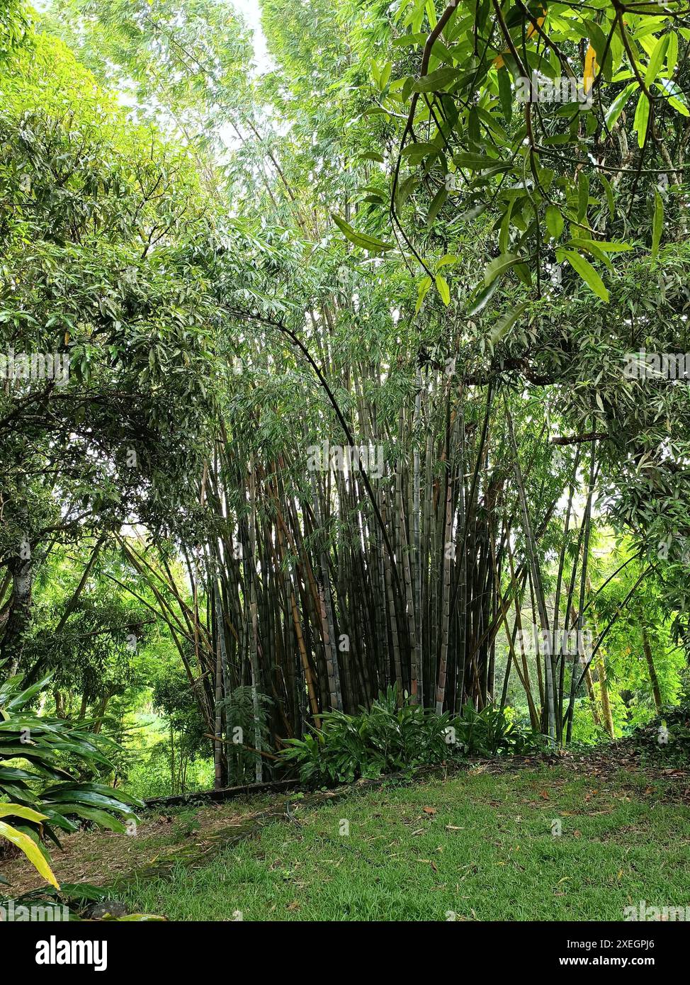 Tropical landscape with bamboo plants, Mauritius Stock Photo - Alamy