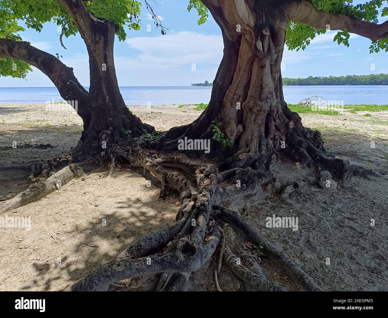 Surface tree roots on hi-res stock photography and images - Alamy