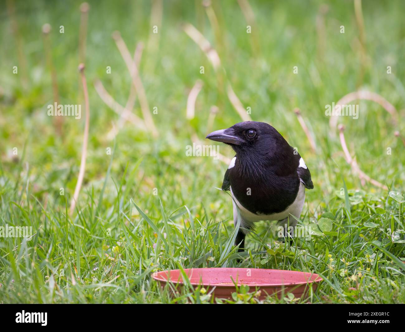 The Eurasian Magpie or Common Magpie or Pica pica at a plate with food ...