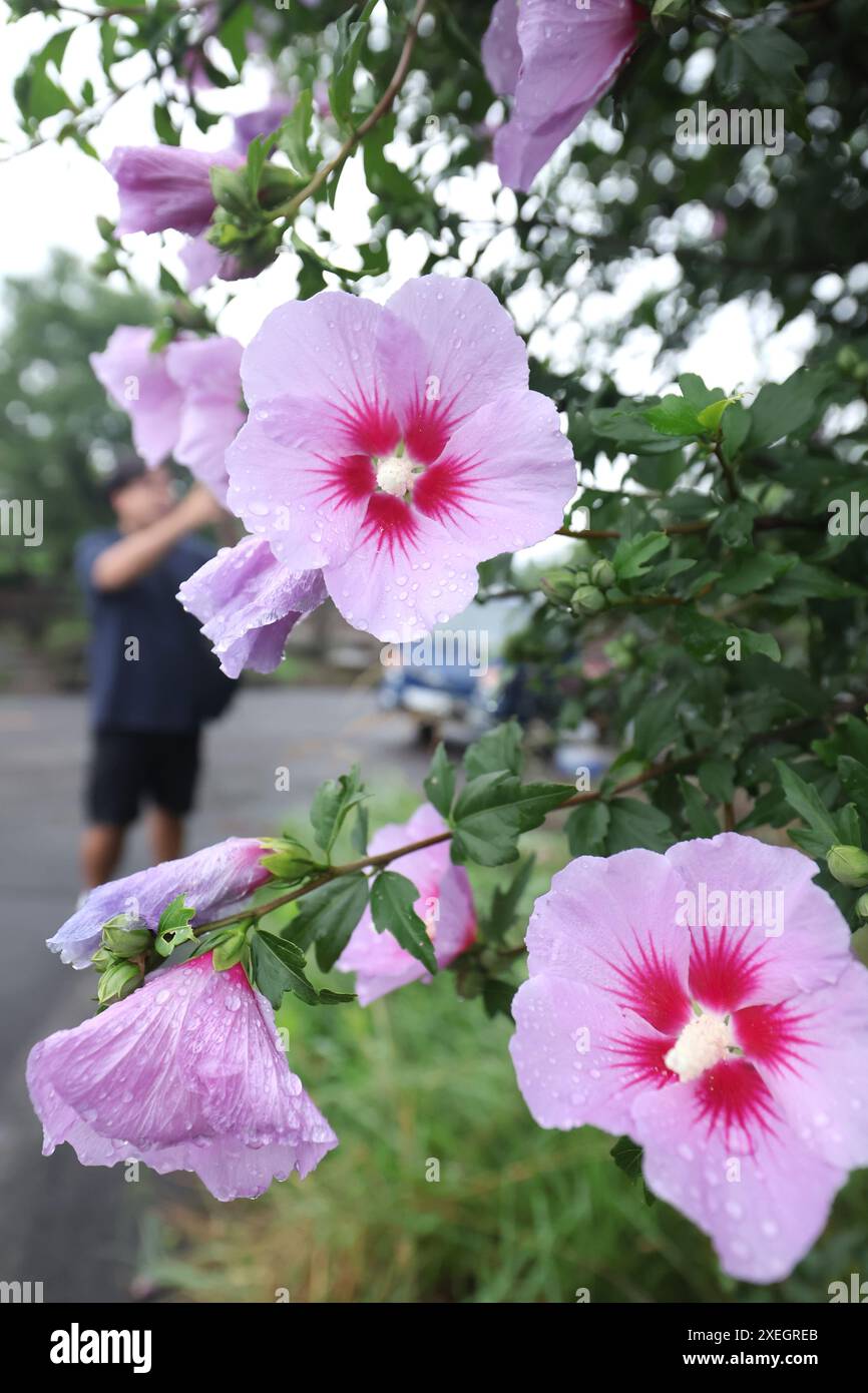 28th June, 2024. Nat'l flower 'mugunghwa' in bloom Roses of Sharon ...