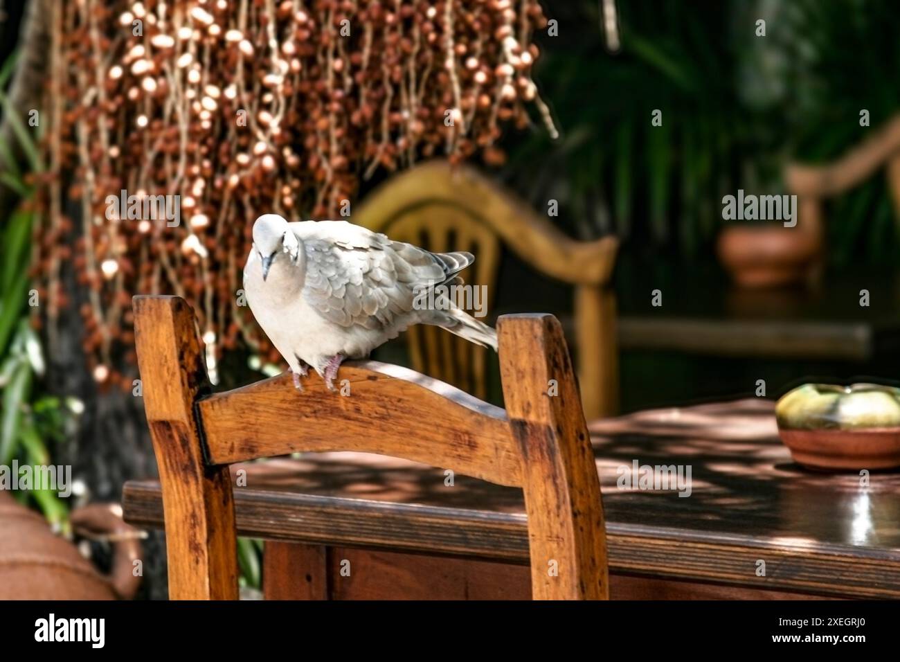 Wooden dove hi-res stock photography and images - Alamy