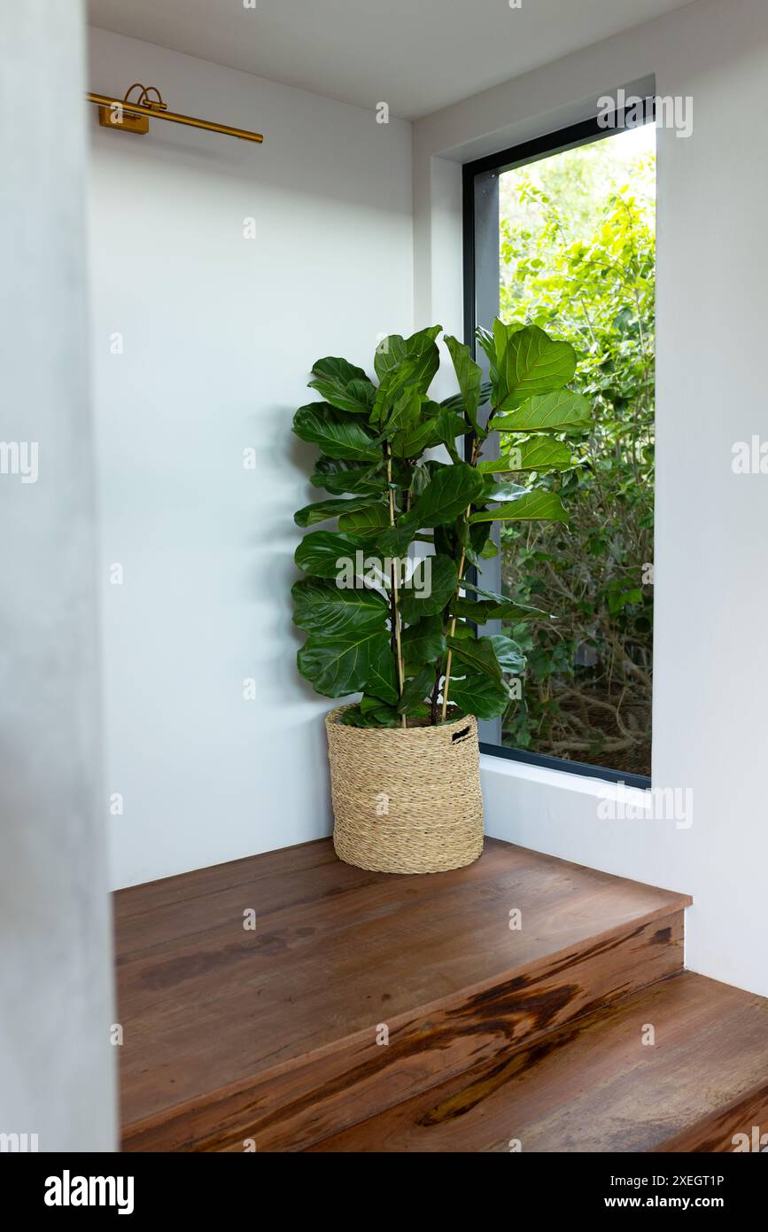 Potted fiddle leaf fig plant in woven basket placed by window in modern ...
