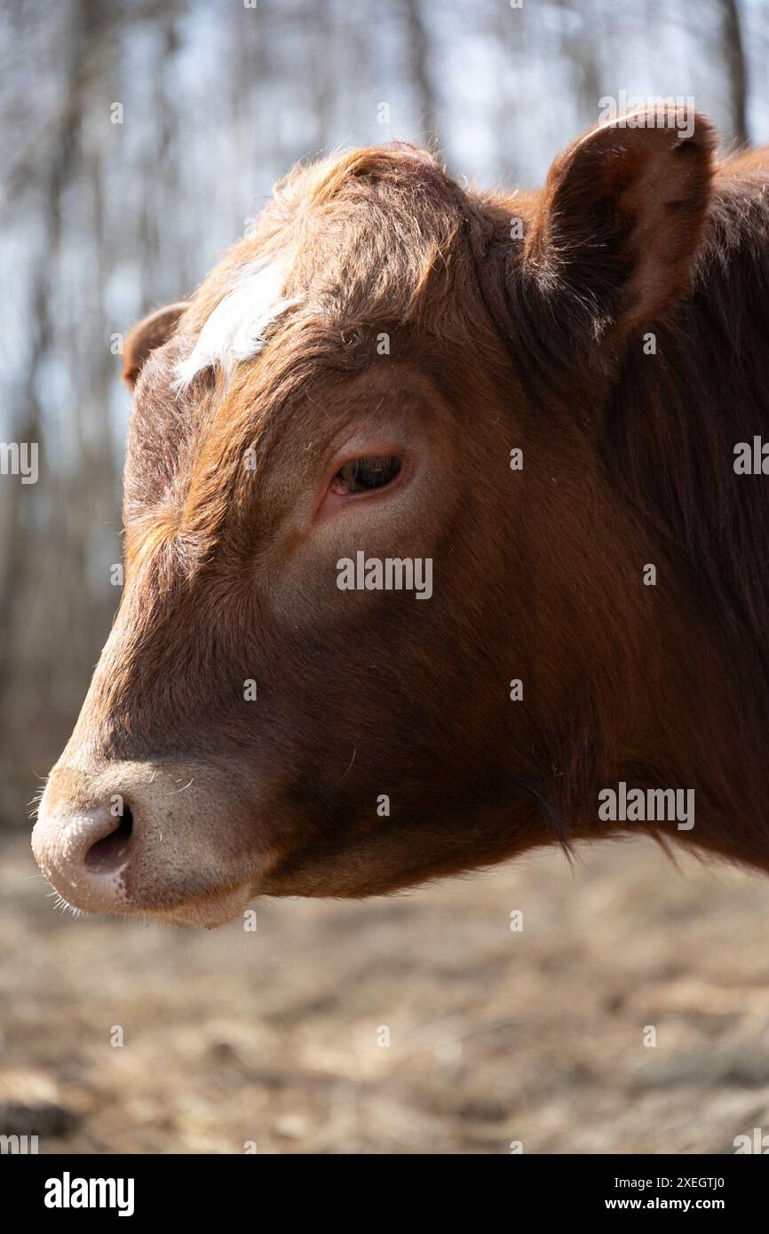 Dry cow hi-res stock photography and images - Alamy