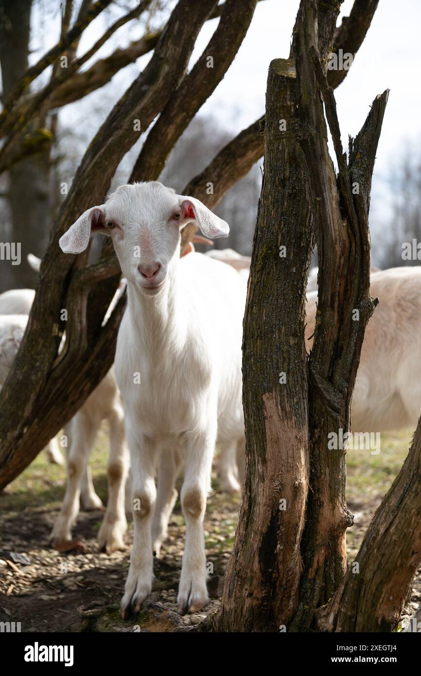 Sheep grazing scene hi-res stock photography and images - Alamy