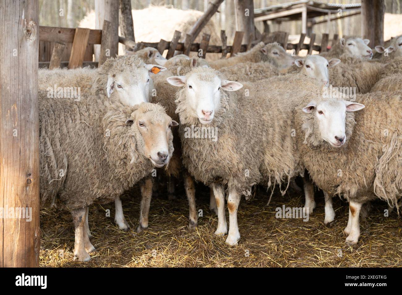 A Herd of Sheep Standing Together Stock Photo - Alamy