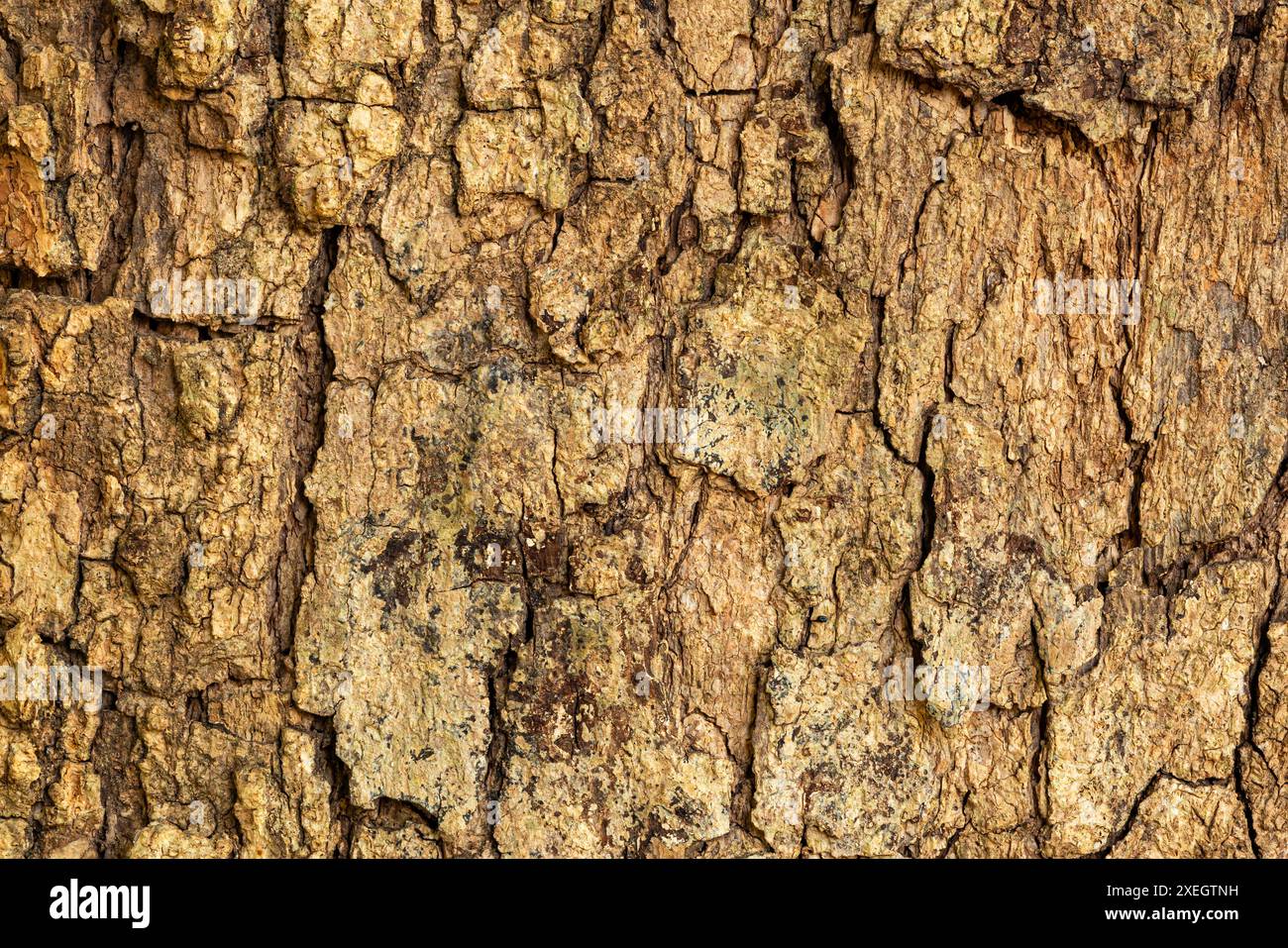 Stem pattern and texture hi-res stock photography and images - Alamy