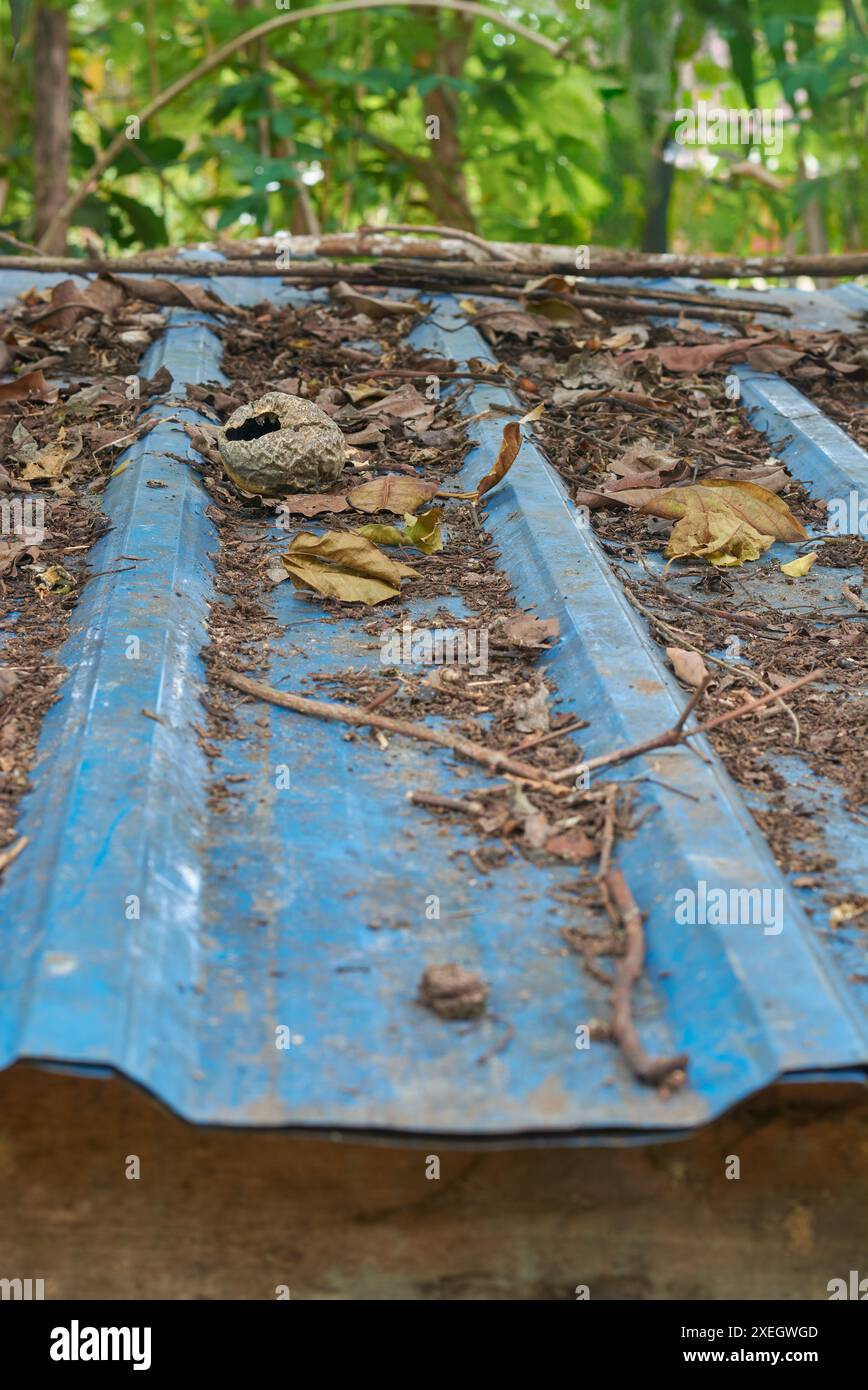 fallen debris, tree leaves and branches accumulate on roof not cleared ...