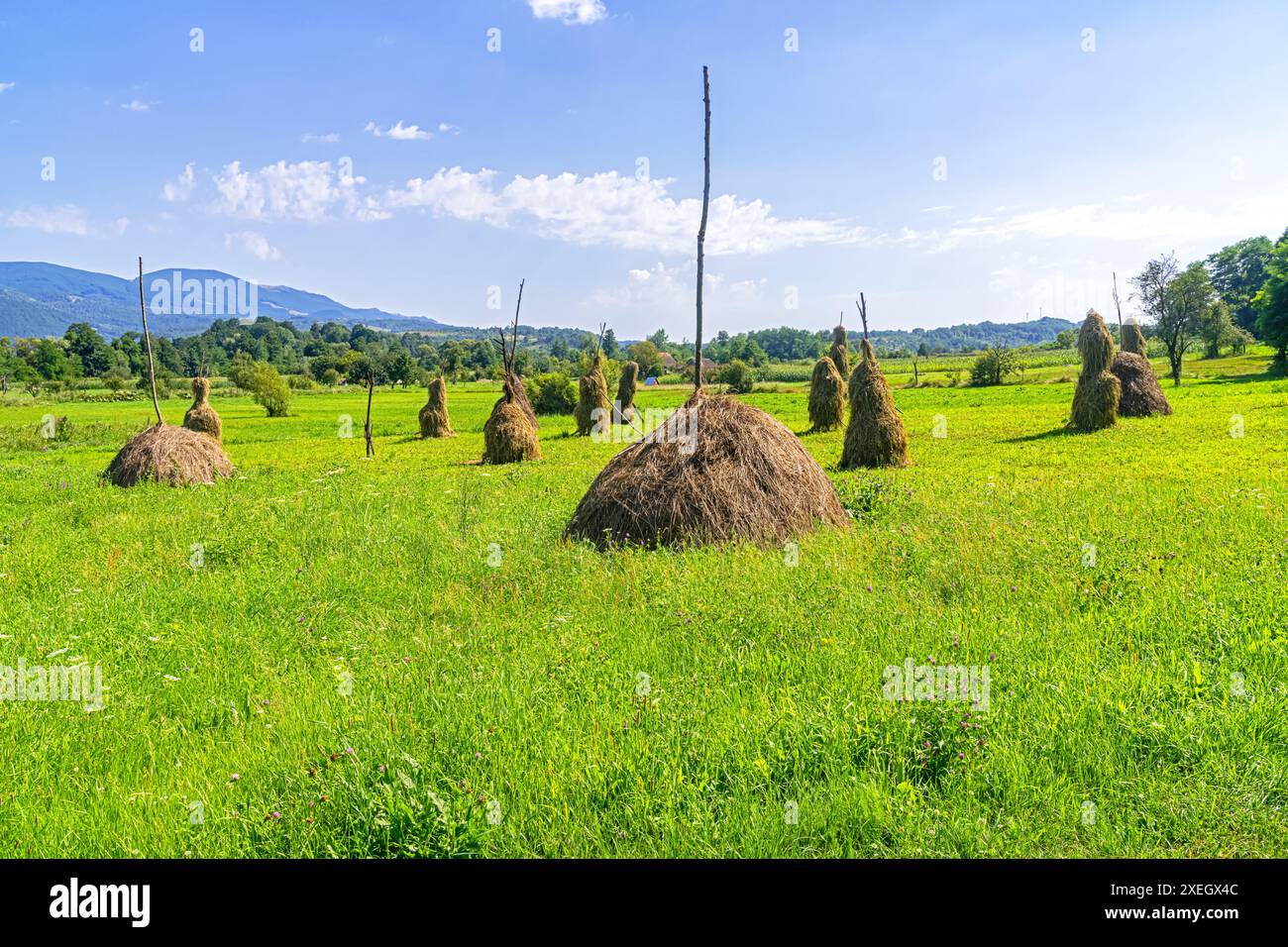 Romania field hi-res stock photography and images - Alamy