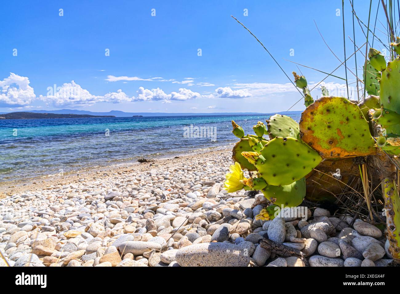 Cactus on the beach of Xiropitamo, Halkidiki, Greece Stock Photo - Alamy