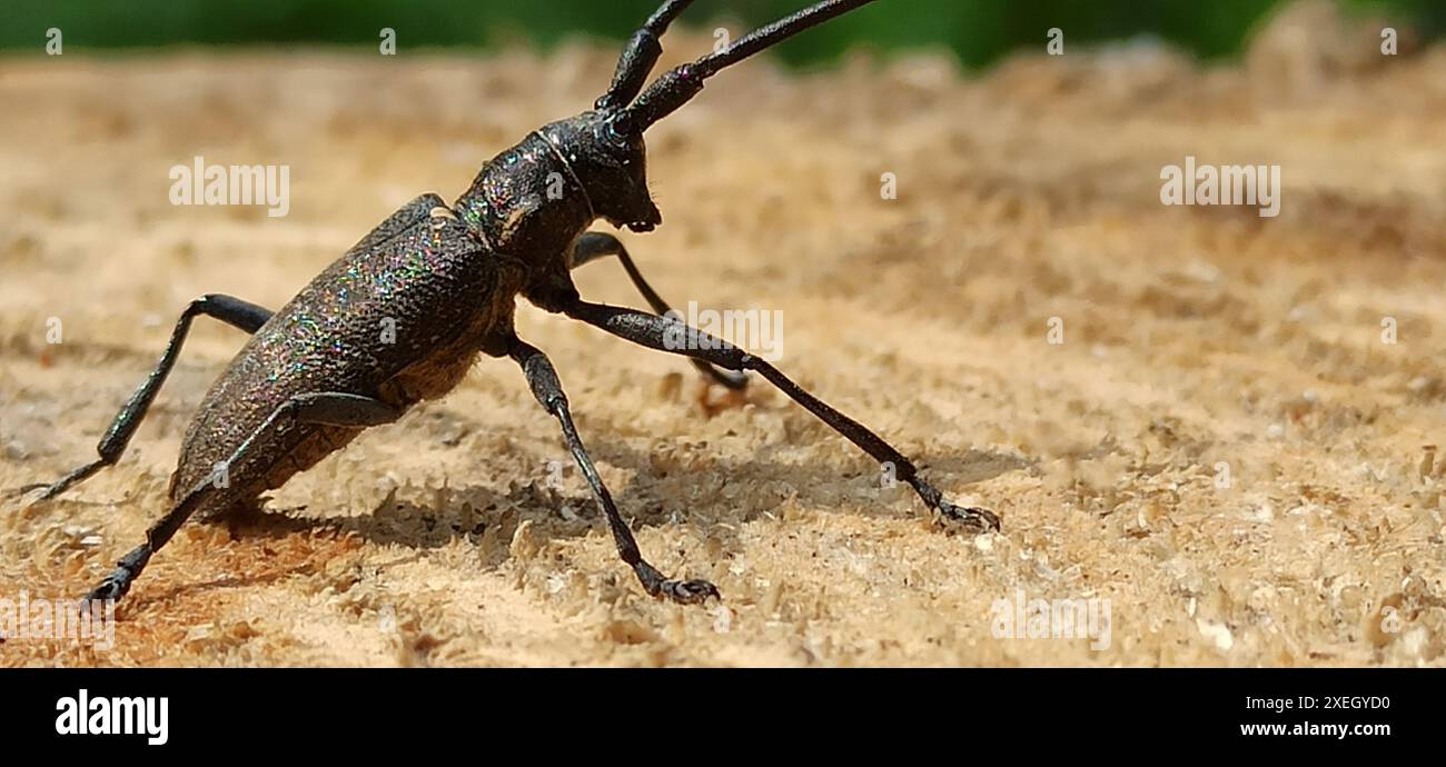 Long horne hi-res stock photography and images - Alamy