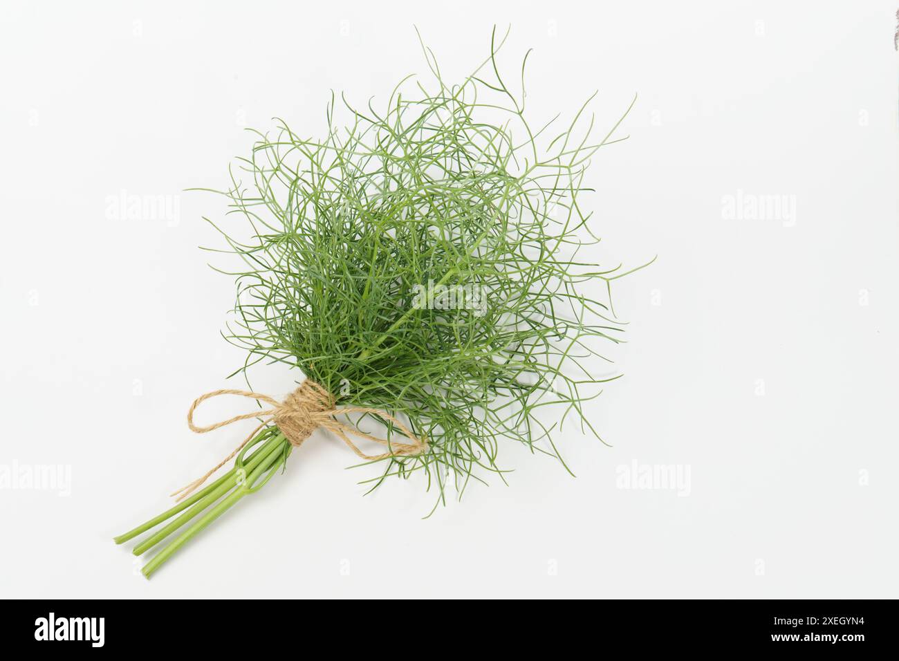 Bunch of fennel tied with hemp string Stock Photo - Alamy