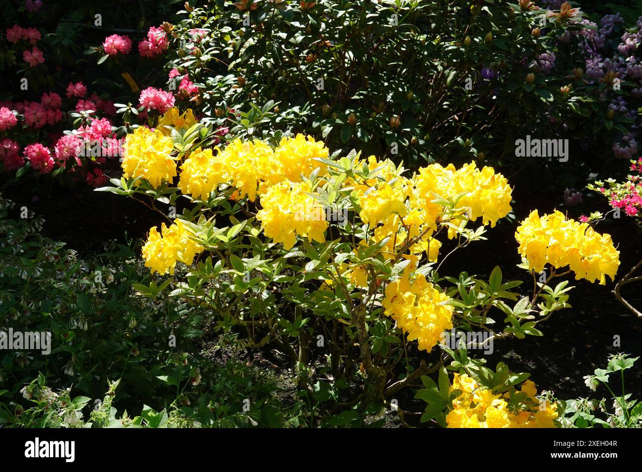 Rhododendron azalea luteum yellow hi-res stock photography and images ...